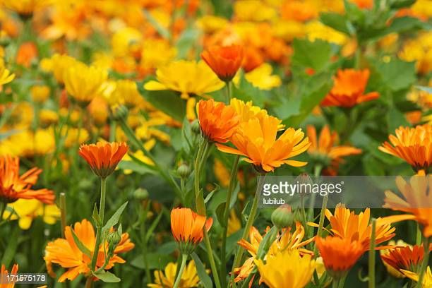 Baratto/Scambio: calendula gialla e arancione [ Autoproduzione/Mangia e ...